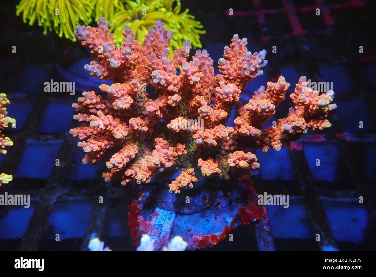 Acropora SPS coral is one of the most popular coral in home reef ...