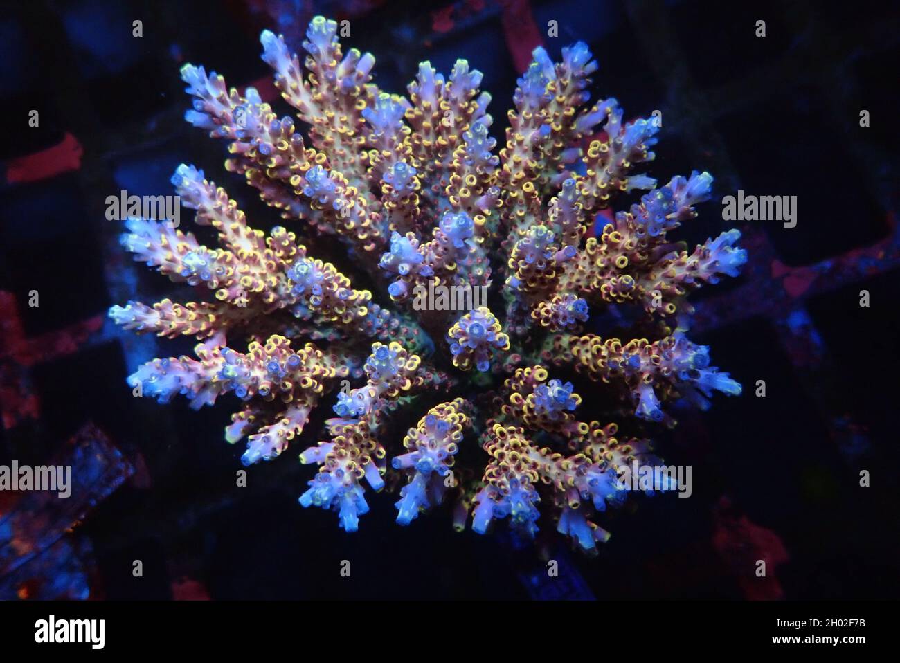 Acropora SPS coral is one of the most popular coral in home reef ...