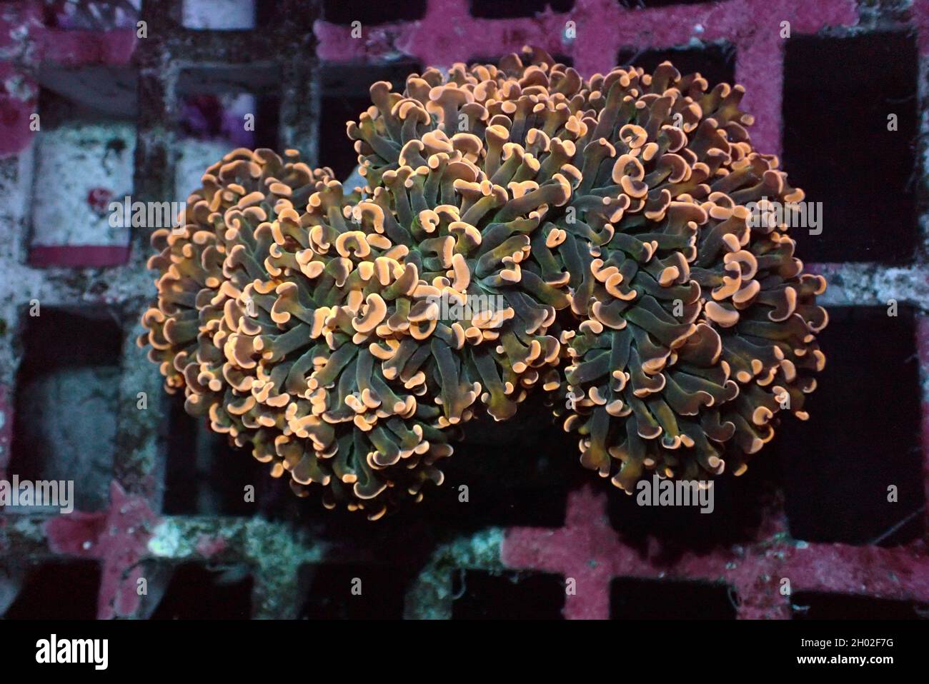 Hammer LPS colorful coral - Euphyllia Ancora Stock Photo - Alamy