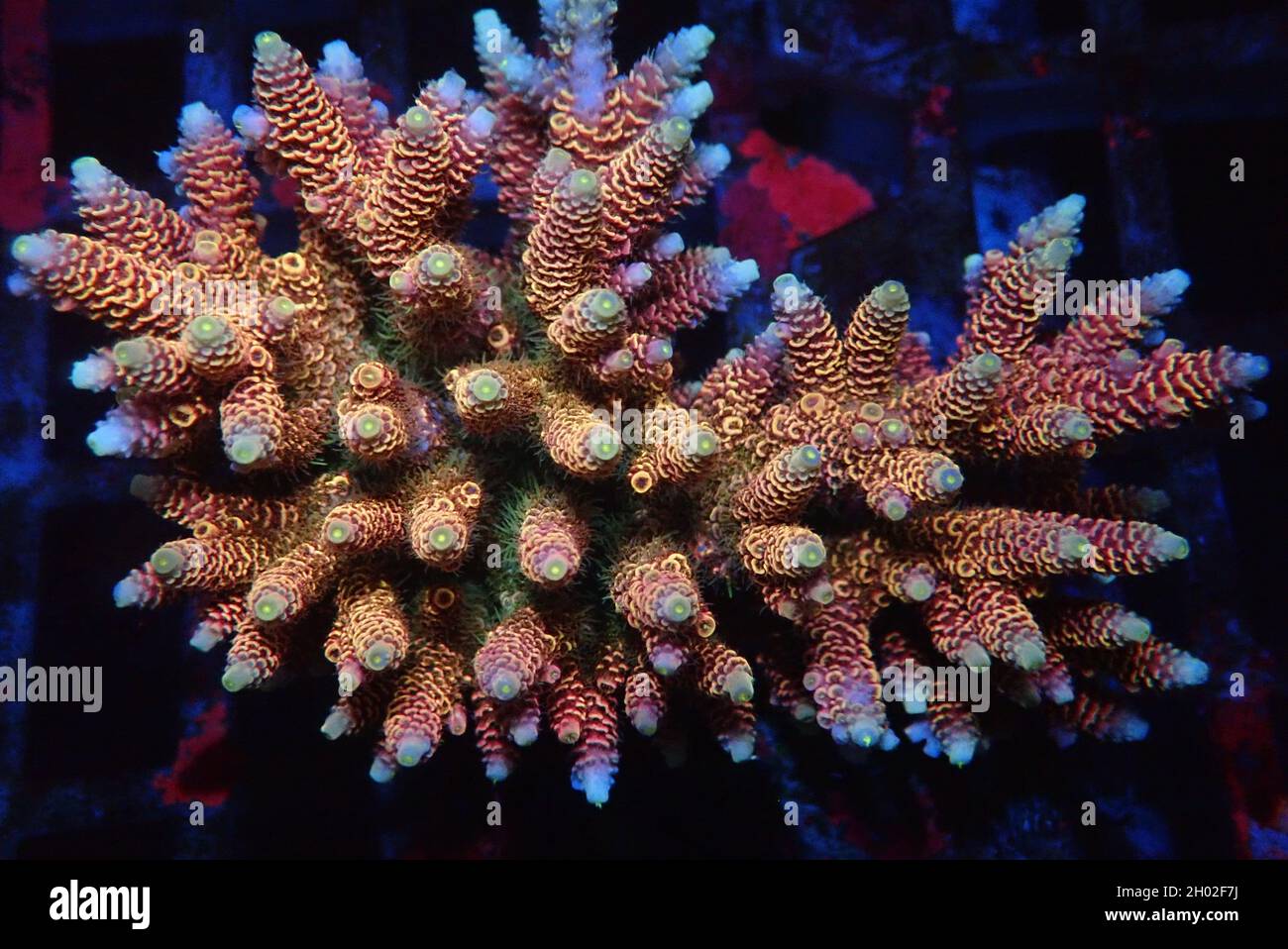Acropora SPS coral is one of the most popular coral in home reef ...
