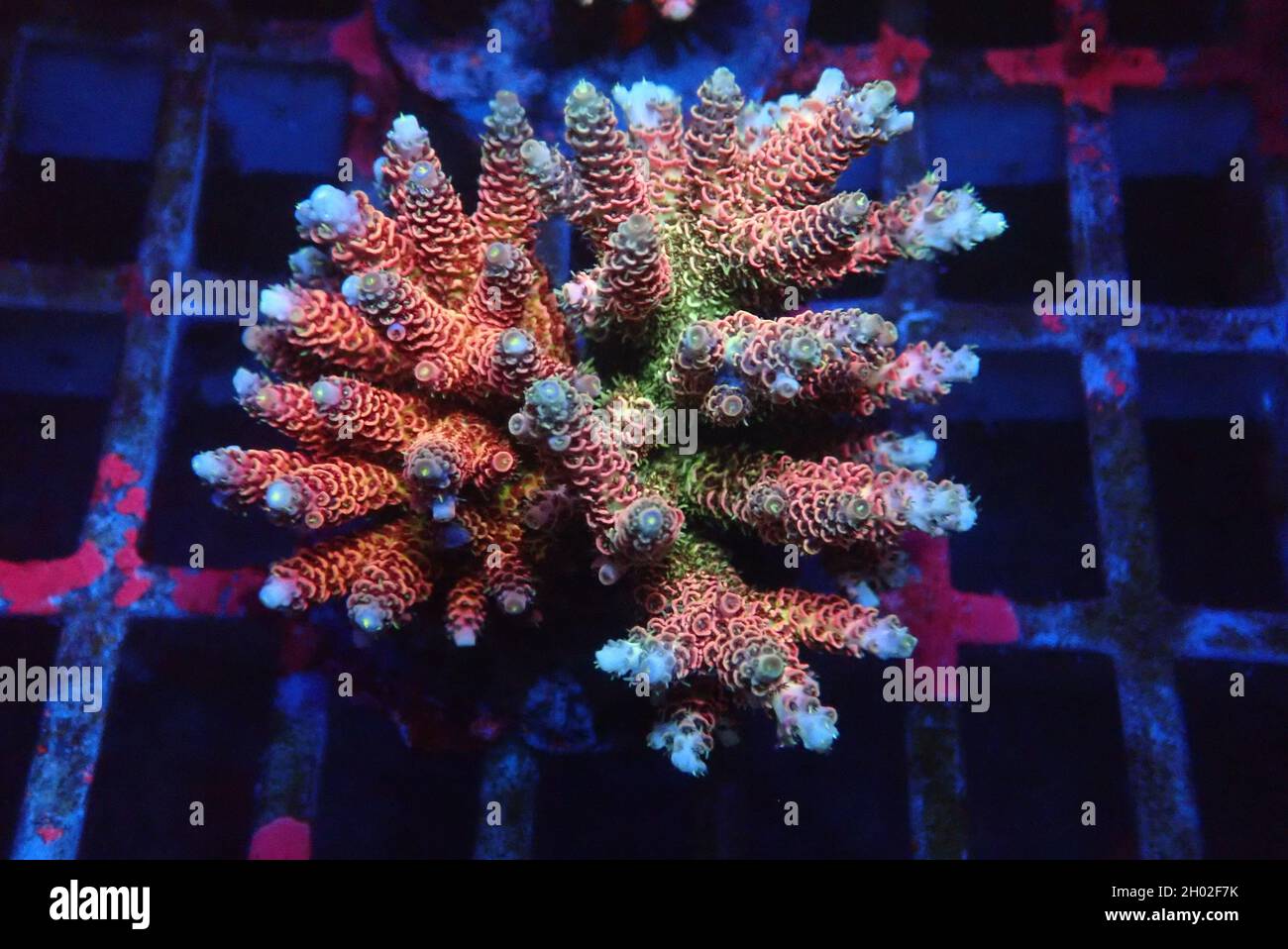 Acropora SPS coral is one of the most popular coral in home reef ...
