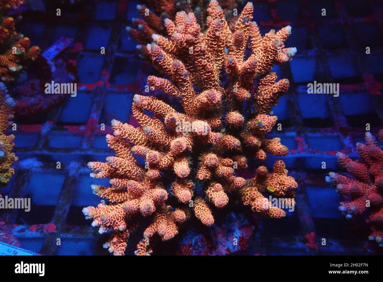 Acropora SPS coral is one of the most popular coral in home reef ...