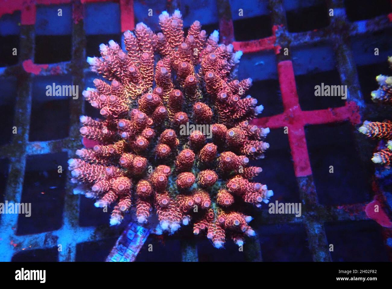 Acropora SPS coral is one of the most popular coral in home reef ...