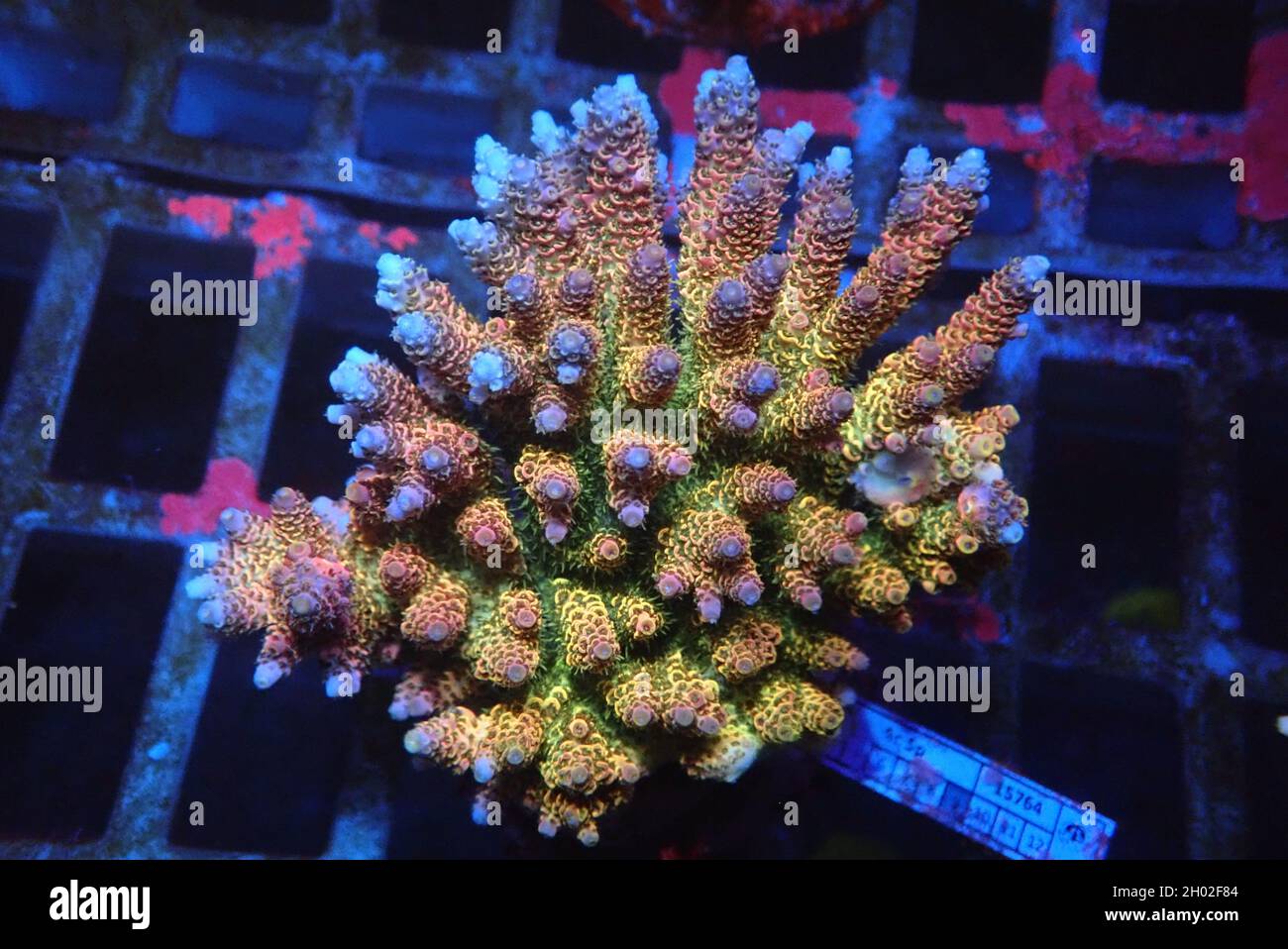 Acropora SPS coral is one of the most popular coral in home reef ...