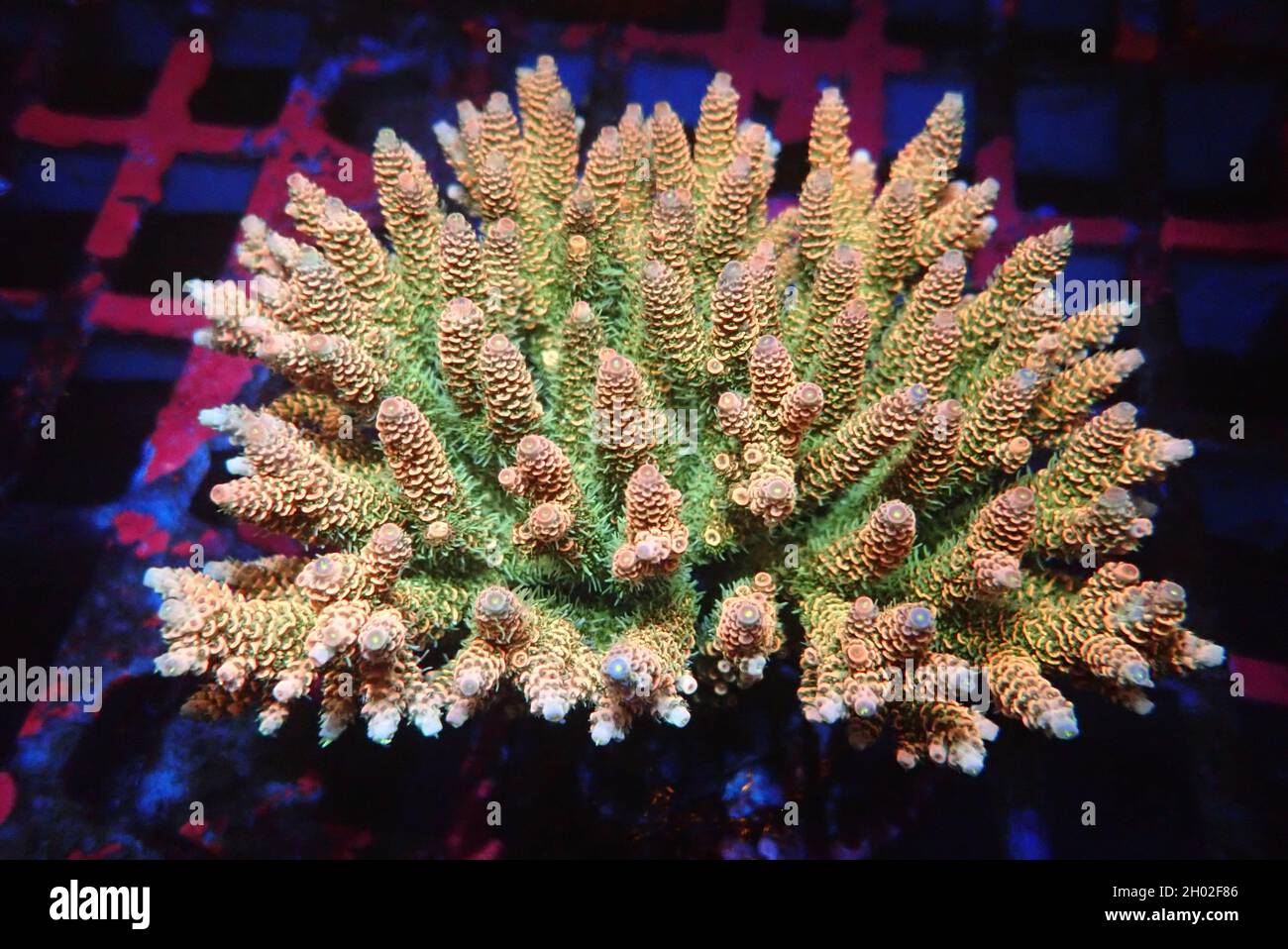 Acropora SPS coral is one of the most popular coral in home reef aquaria hobby Stock Photo - Alamy