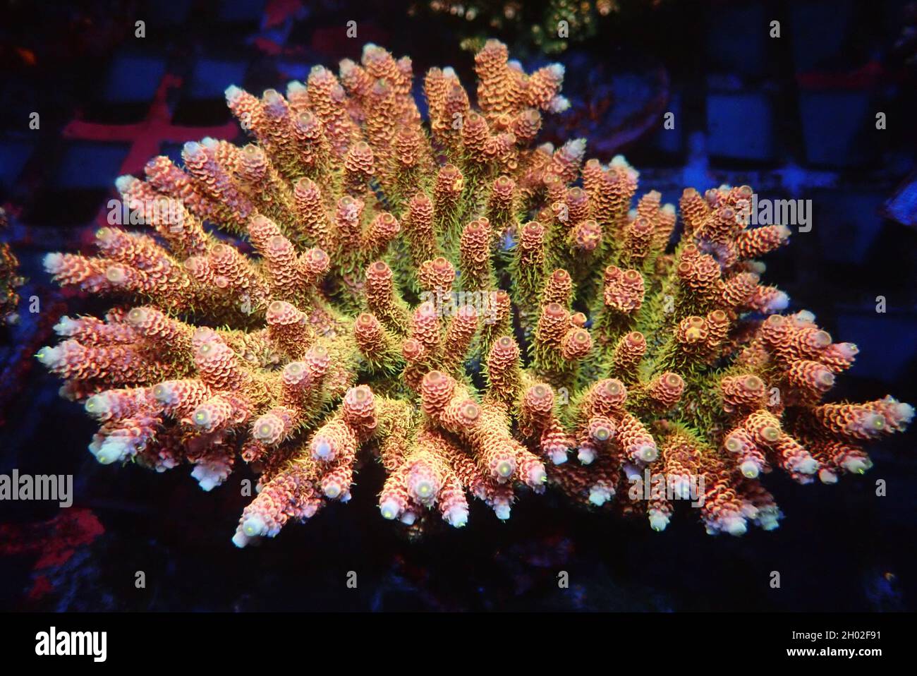 Acropora SPS coral is one of the most popular coral in home reef ...