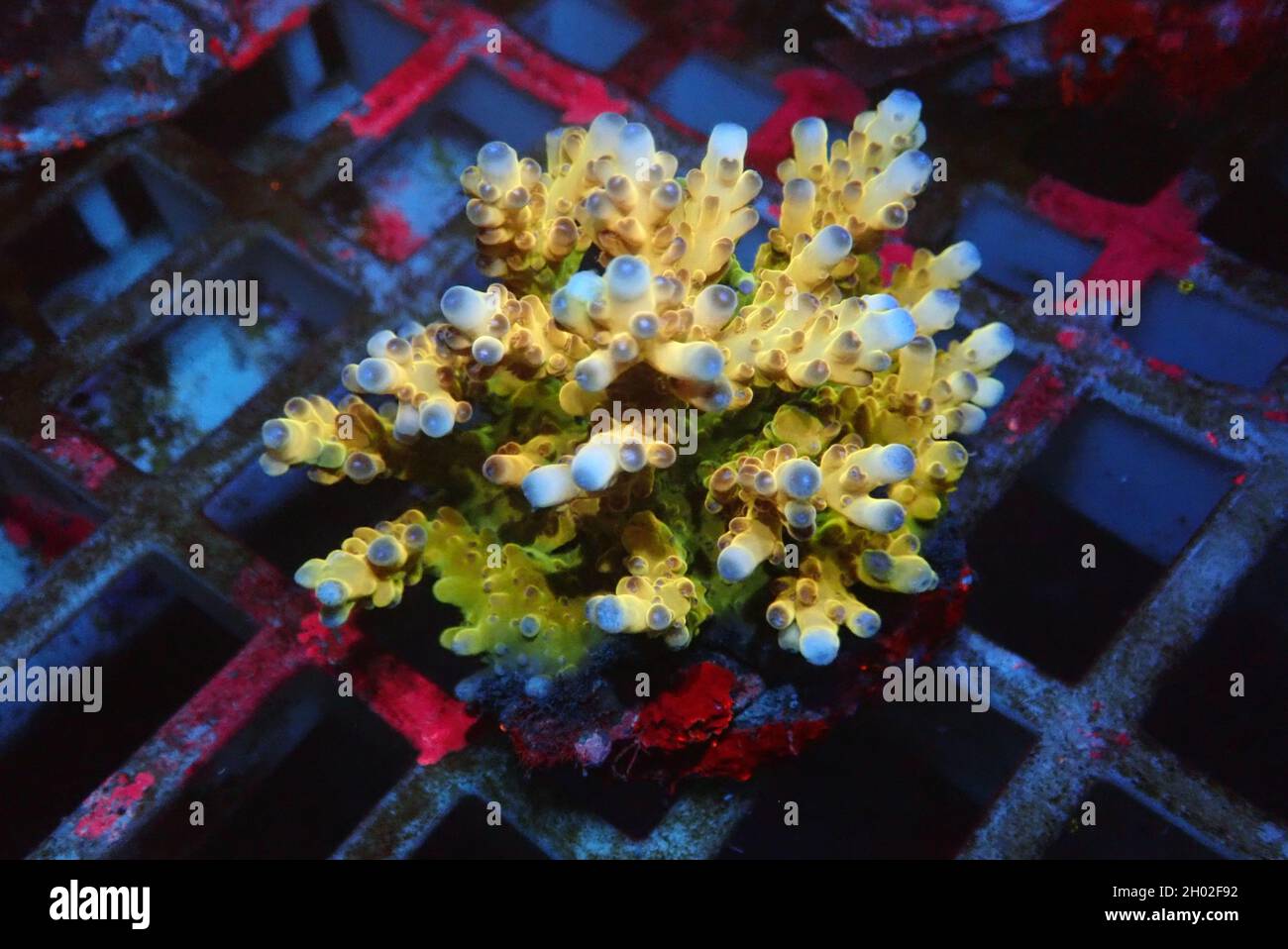 Acropora SPS coral is one of the most popular coral in home reef ...