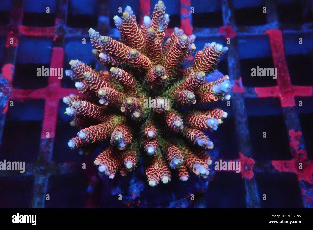 Acropora SPS coral is one of the most popular coral in home reef ...
