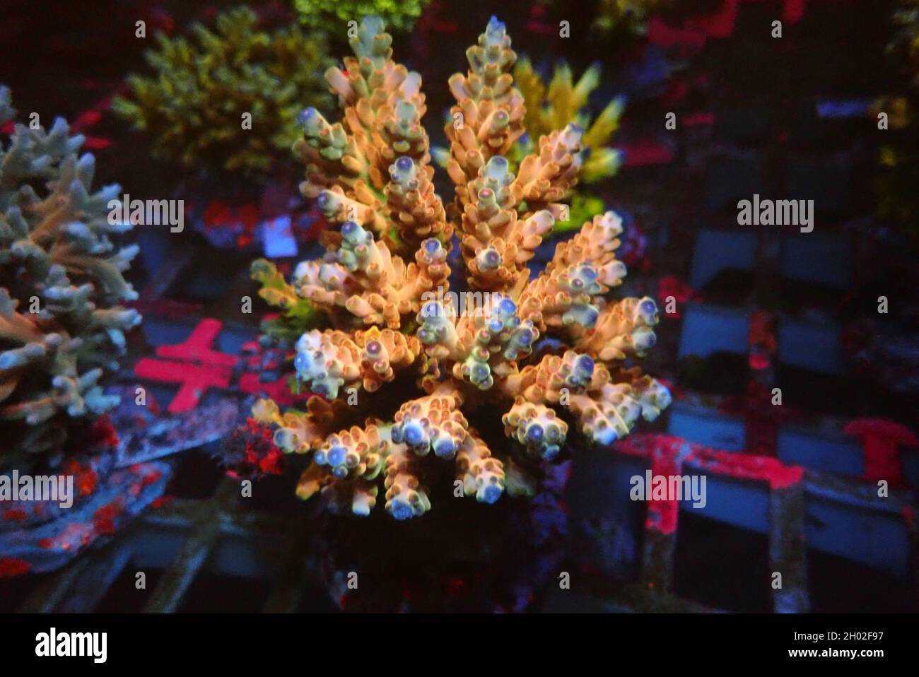 Acropora SPS coral is one of the most popular coral in home reef ...