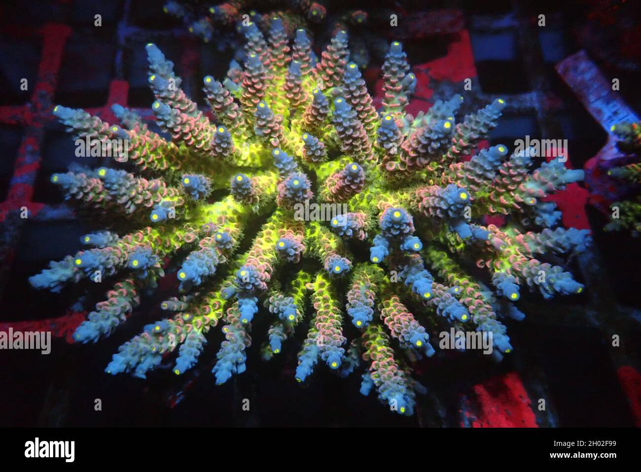 Acropora SPS coral is one of the most popular coral in home reef ...