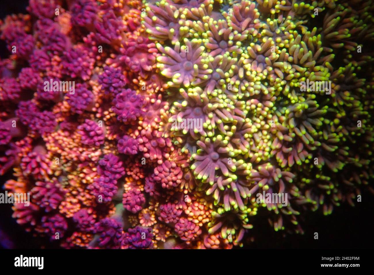 Flower pot corals hi-res stock photography and images - Alamy