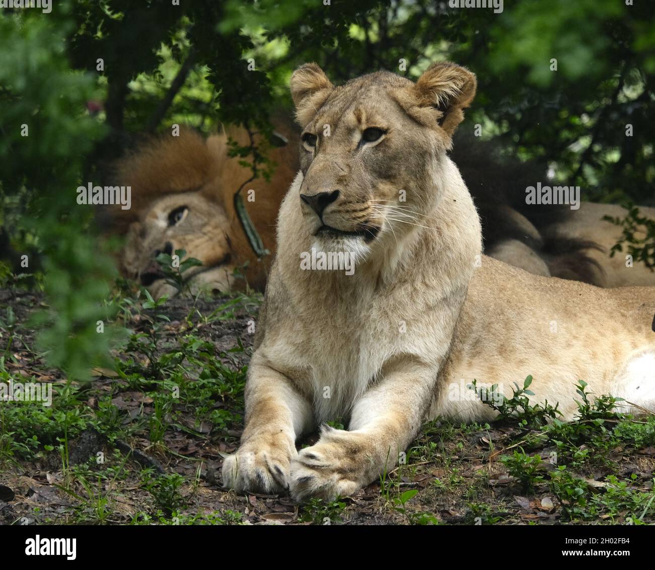 Lioness (Female Lion Stock Photo - Alamy