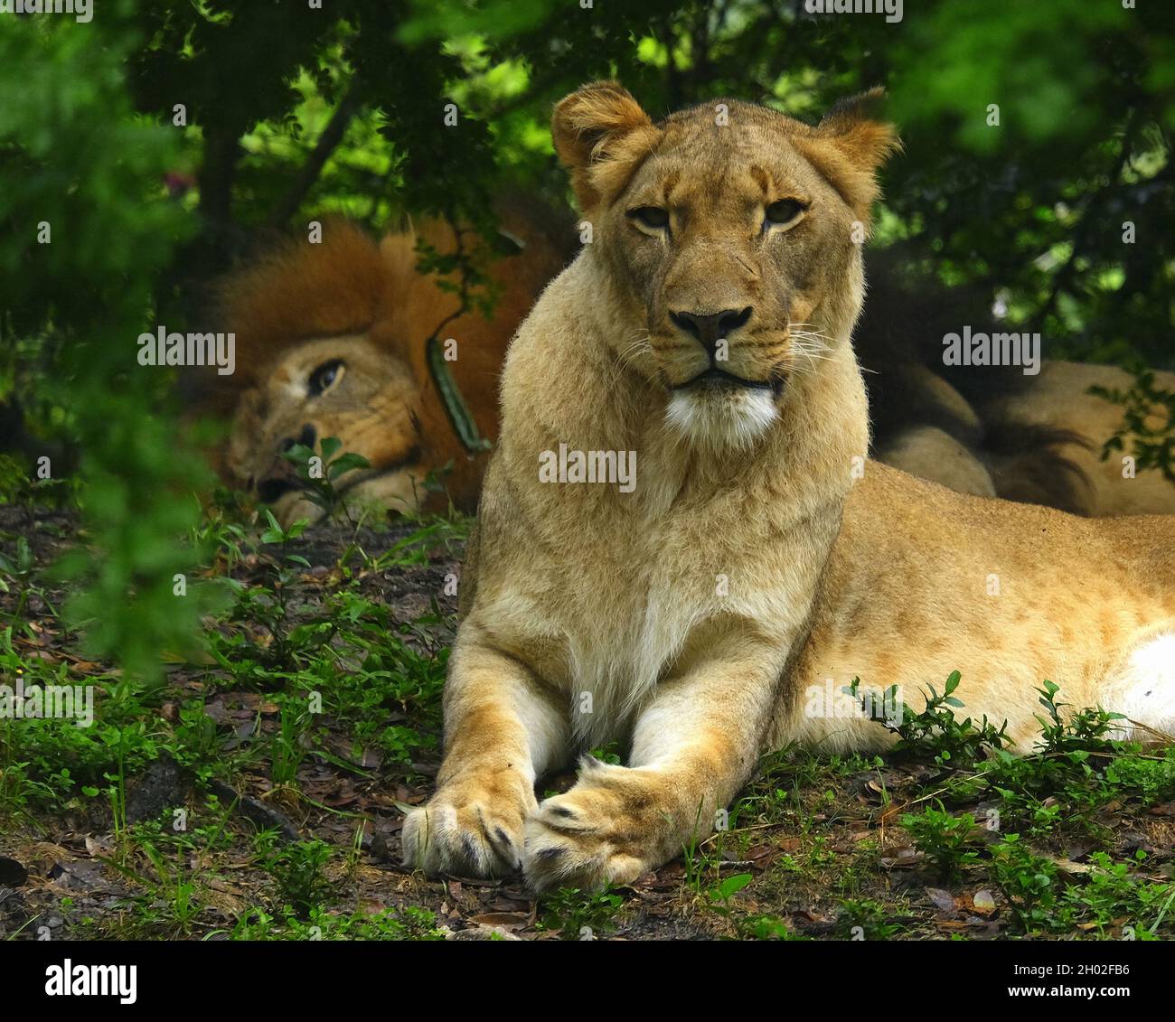 Pride of lions female hi-res stock photography and images - Alamy