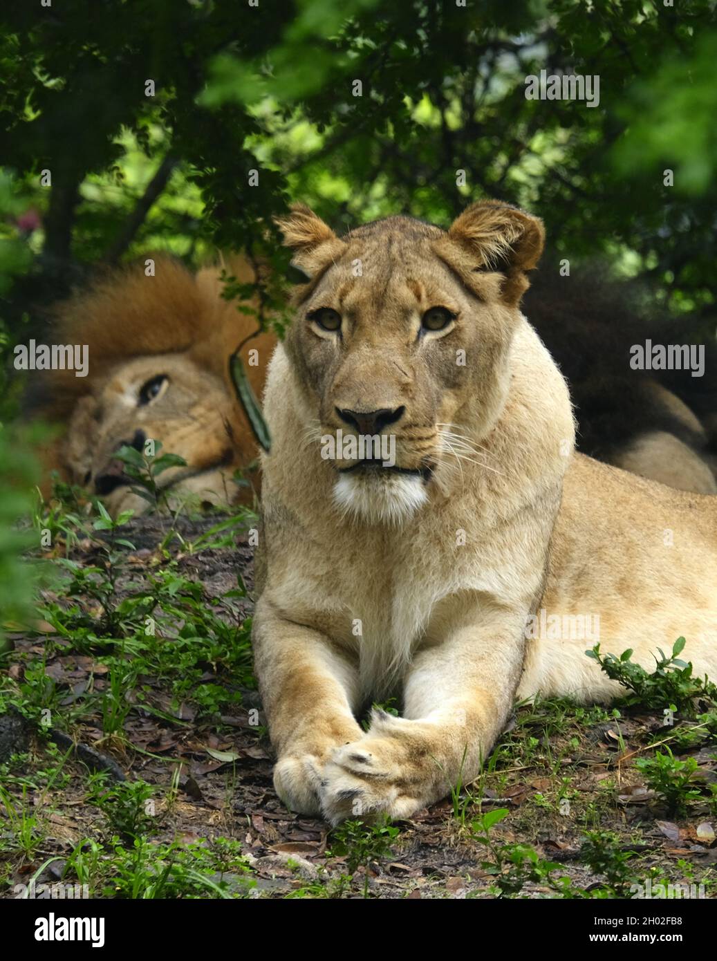 Female animals hi-res stock photography and images - Alamy