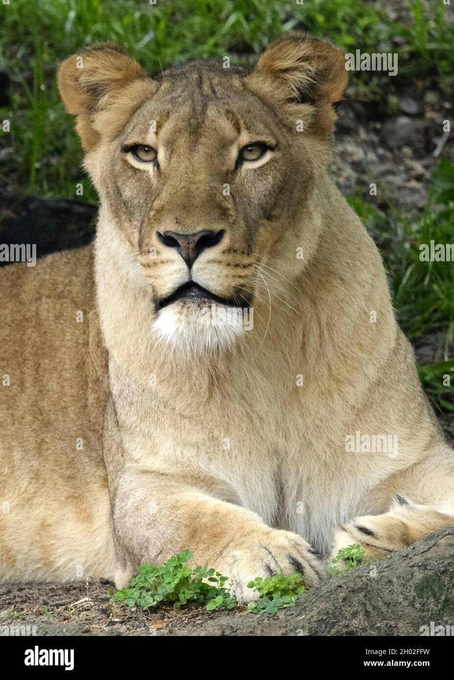 Lioness (Female Lion Stock Photo - Alamy