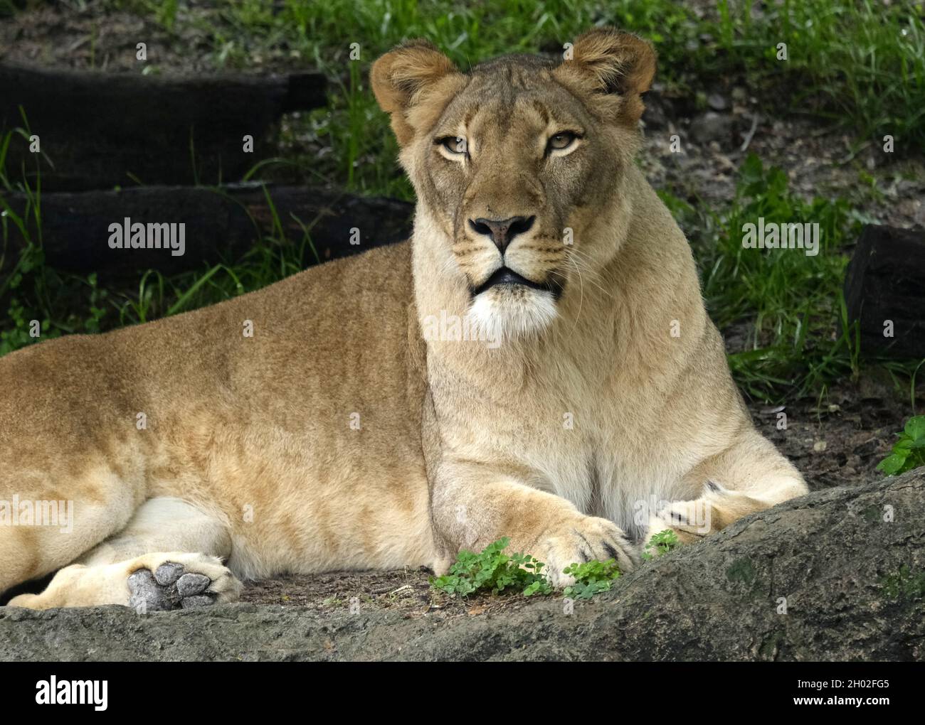 Lioness (Female Lion Stock Photo - Alamy