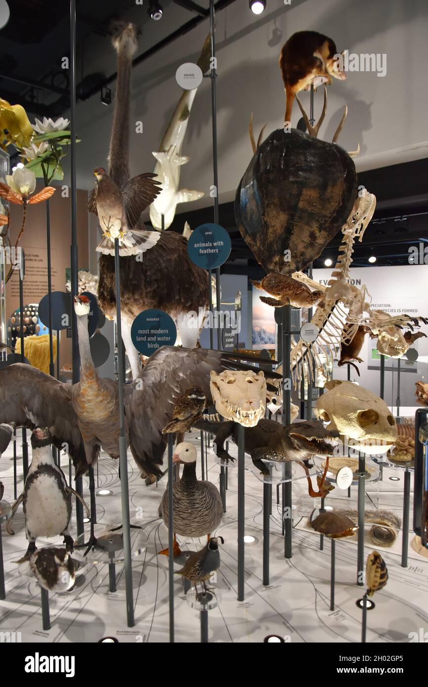 The Burke Museum of Natural History and Culture at the University of ...