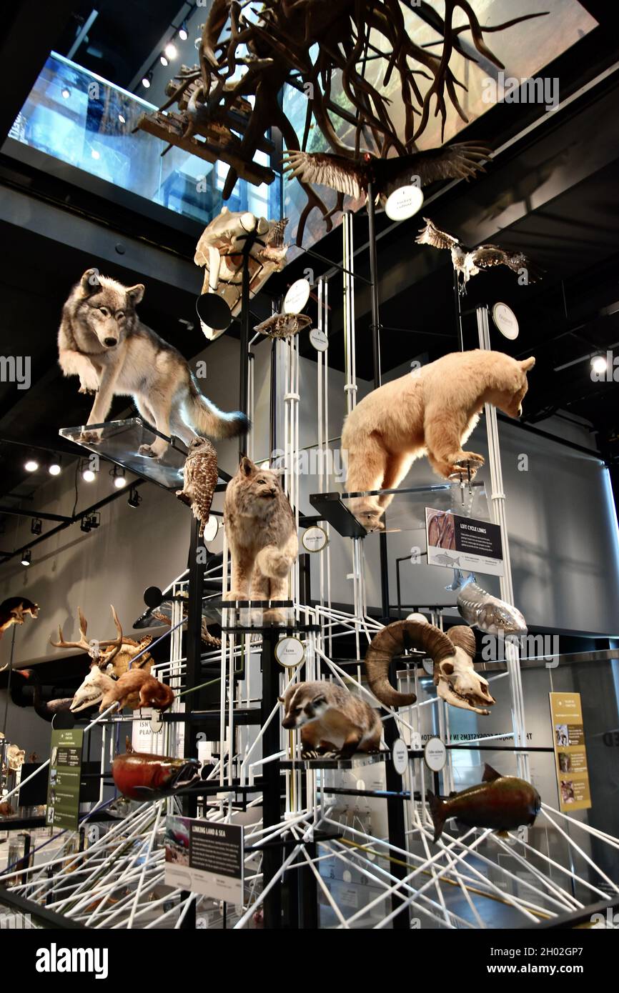 The Burke Museum Of Natural History And Culture At The University Of