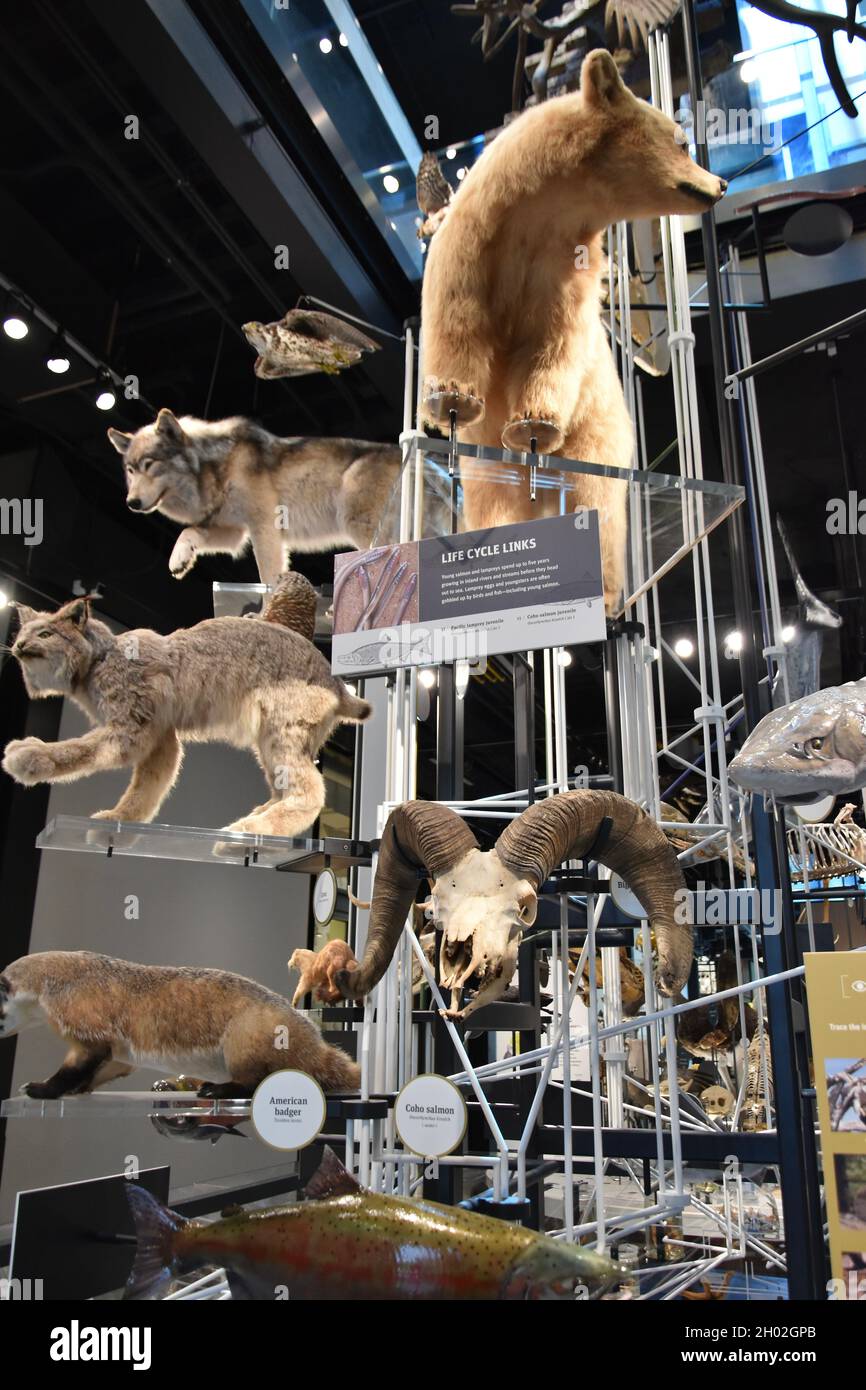 The Burke Museum of Natural History and Culture at the University of ...