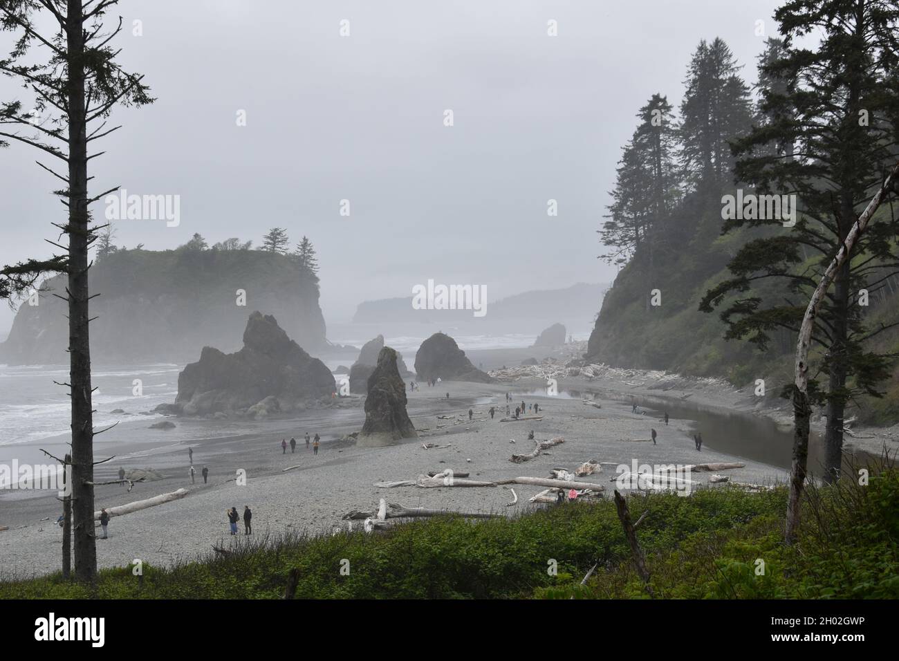 The coastal rock formations at Ruby Beach on a foggy day in Olympic ...