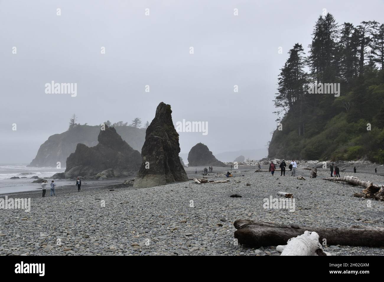 The coastal rock formations at Ruby Beach on a foggy day in Olympic ...