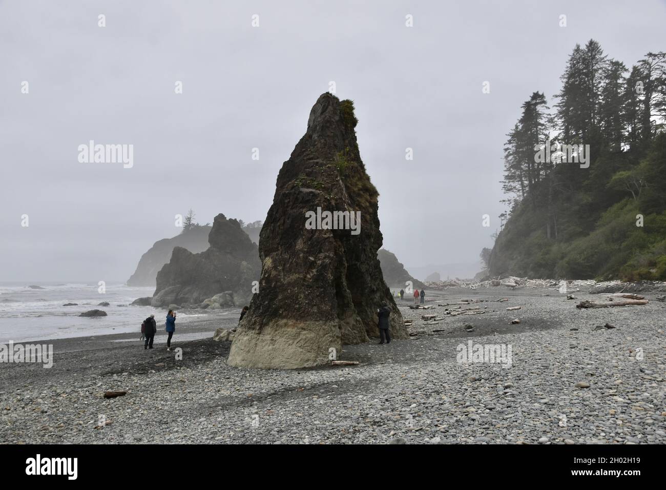 The coastal rock formations at Ruby Beach on a foggy day in Olympic ...
