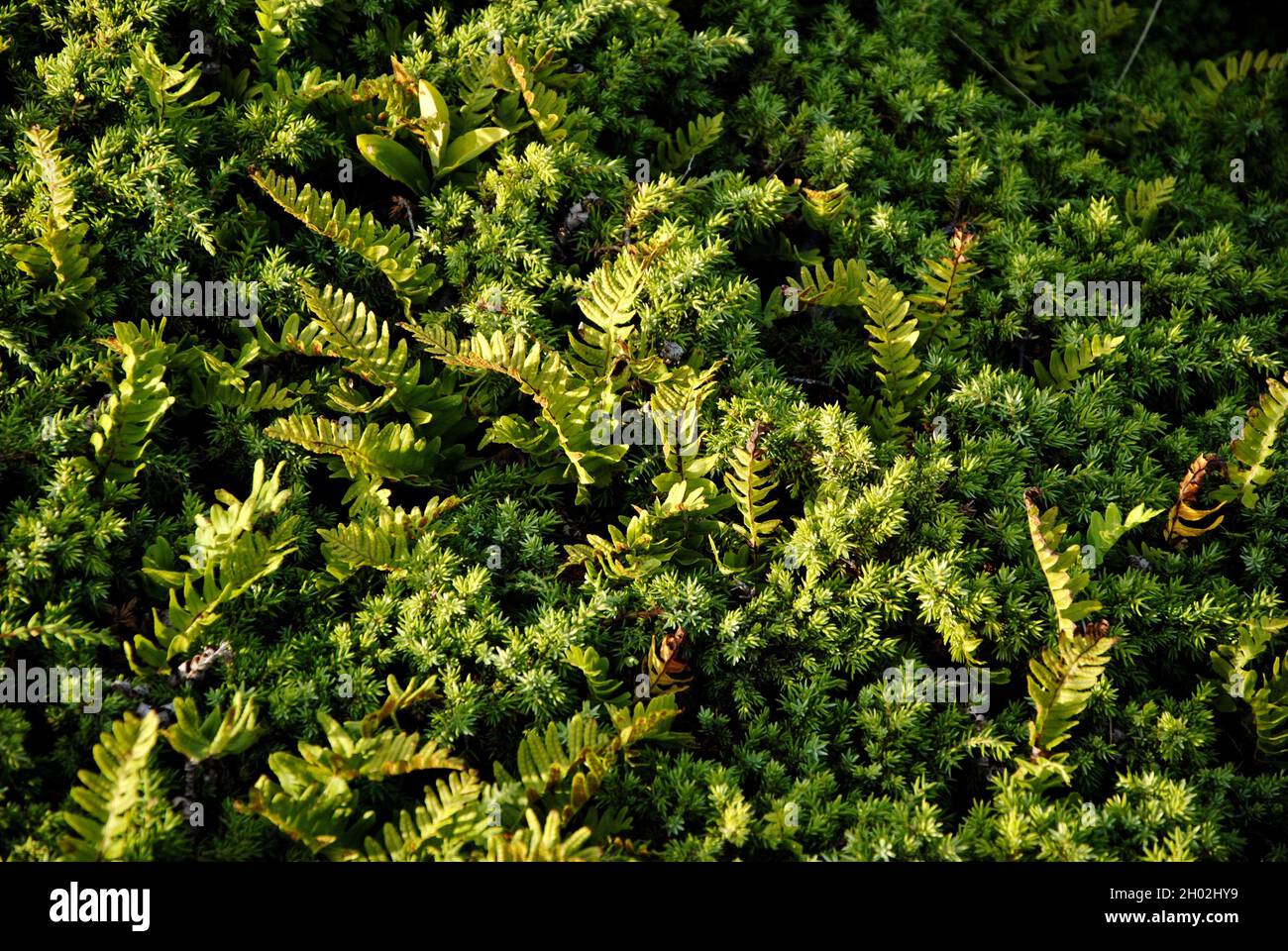 Flora on island in Fjällbacka archipelago on the western coastline of Sweden Stock Photo - Alamy