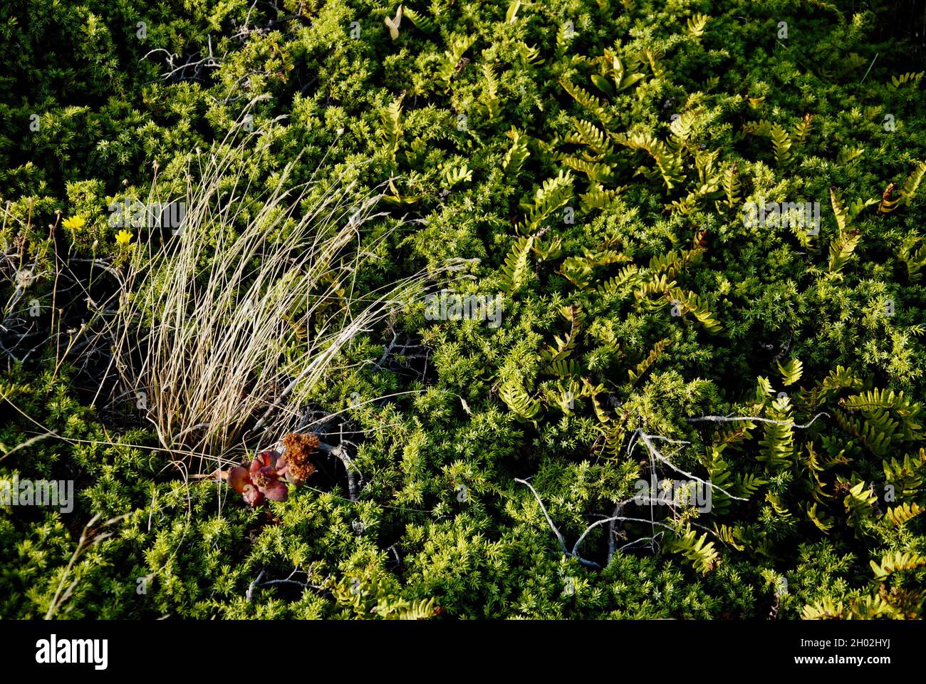 Flora on island in Fjällbacka archipelago on the western coastline of Sweden Stock Photo - Alamy