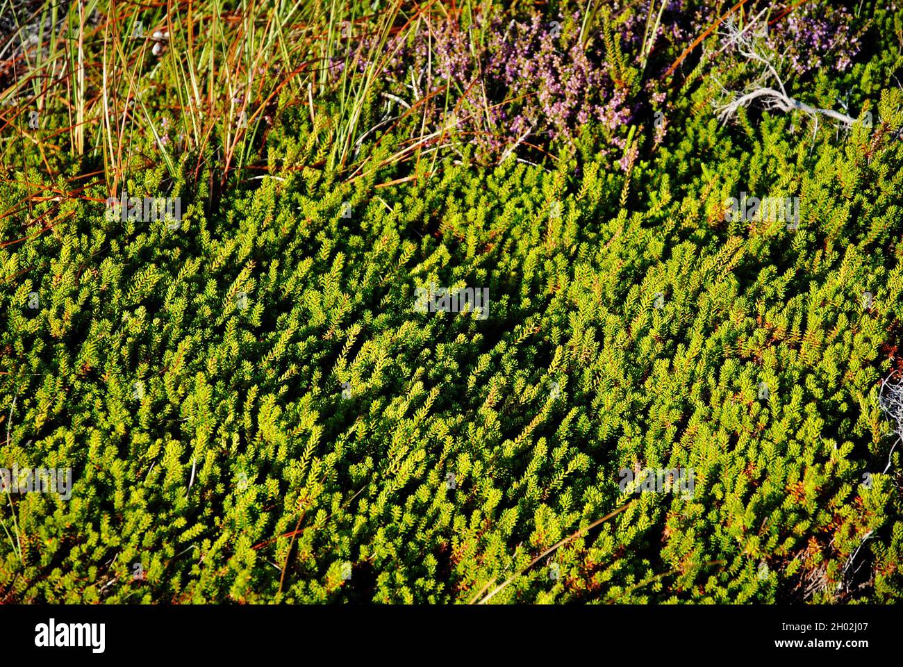 Flora on island in Fjällbacka archipelago on the western coastline of Sweden Stock Photo - Alamy