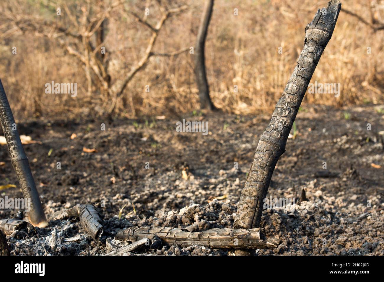 Burned tree forrest fire hi-res stock photography and images - Alamy