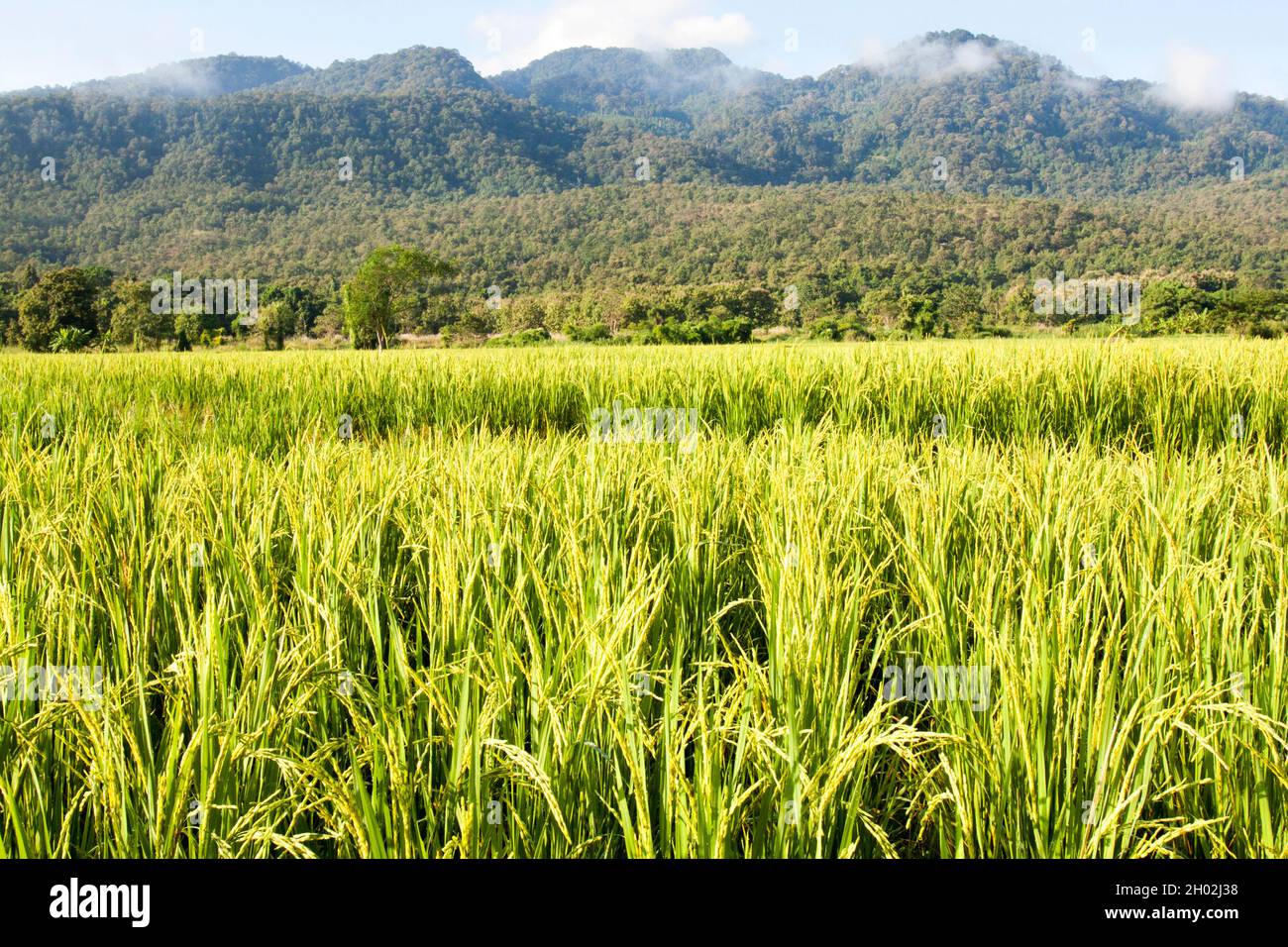 Yellow rice field in chiang mai, Thailand Stock Photo - Alamy