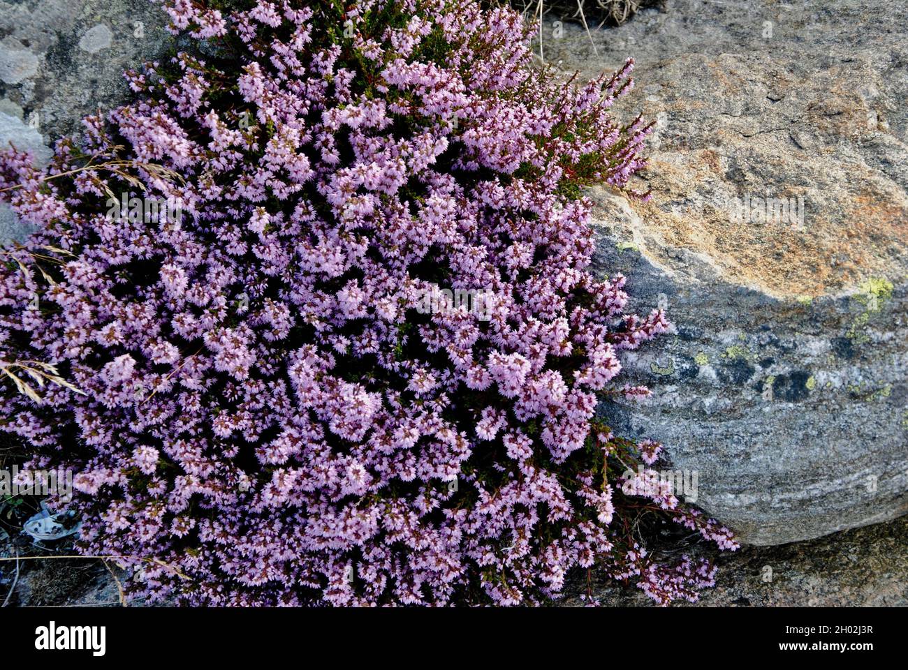 Flora on island in Fjällbacka archipelago on the western coastline of Sweden Stock Photo - Alamy