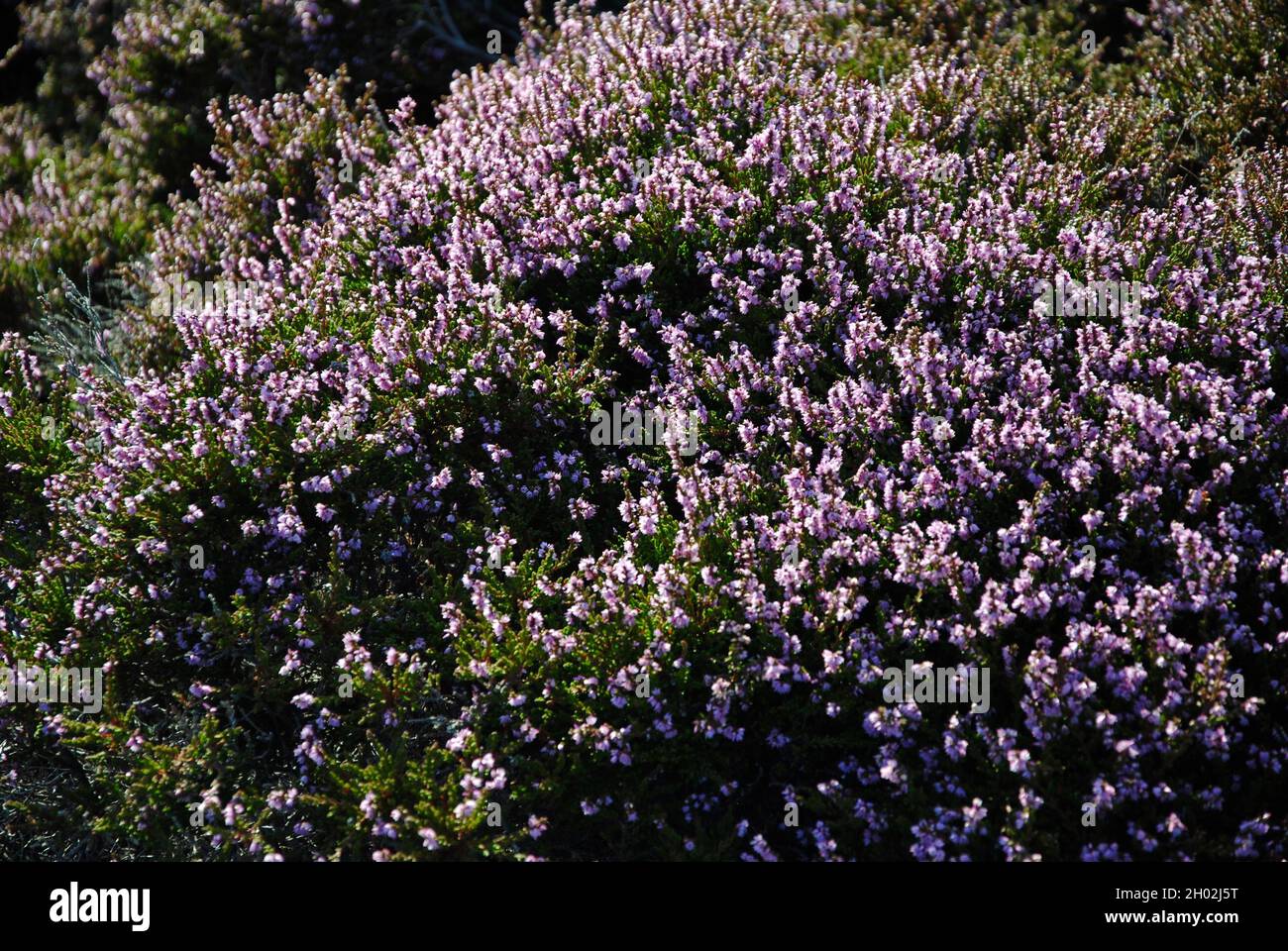 Flora on island in Fjällbacka archipelago on the western coastline of Sweden Stock Photo - Alamy