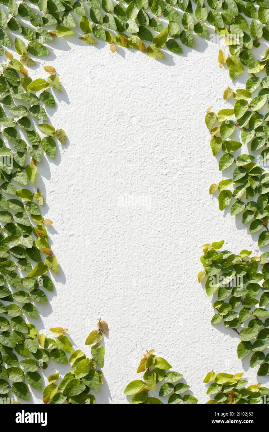 Climbing Ficus pumila on white wall Stock Photo - Alamy