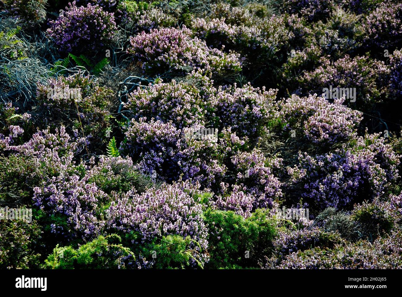 Flora on island in Fjällbacka archipelago on the western coastline of ...