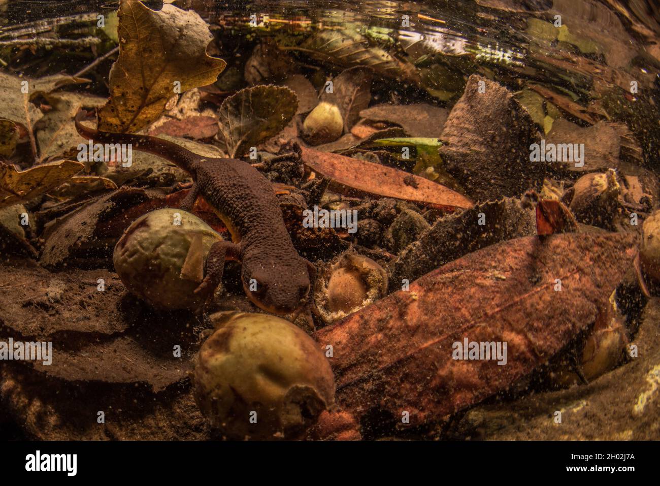California newt (Taricha torosa) walking along the bottom of a shallow ...