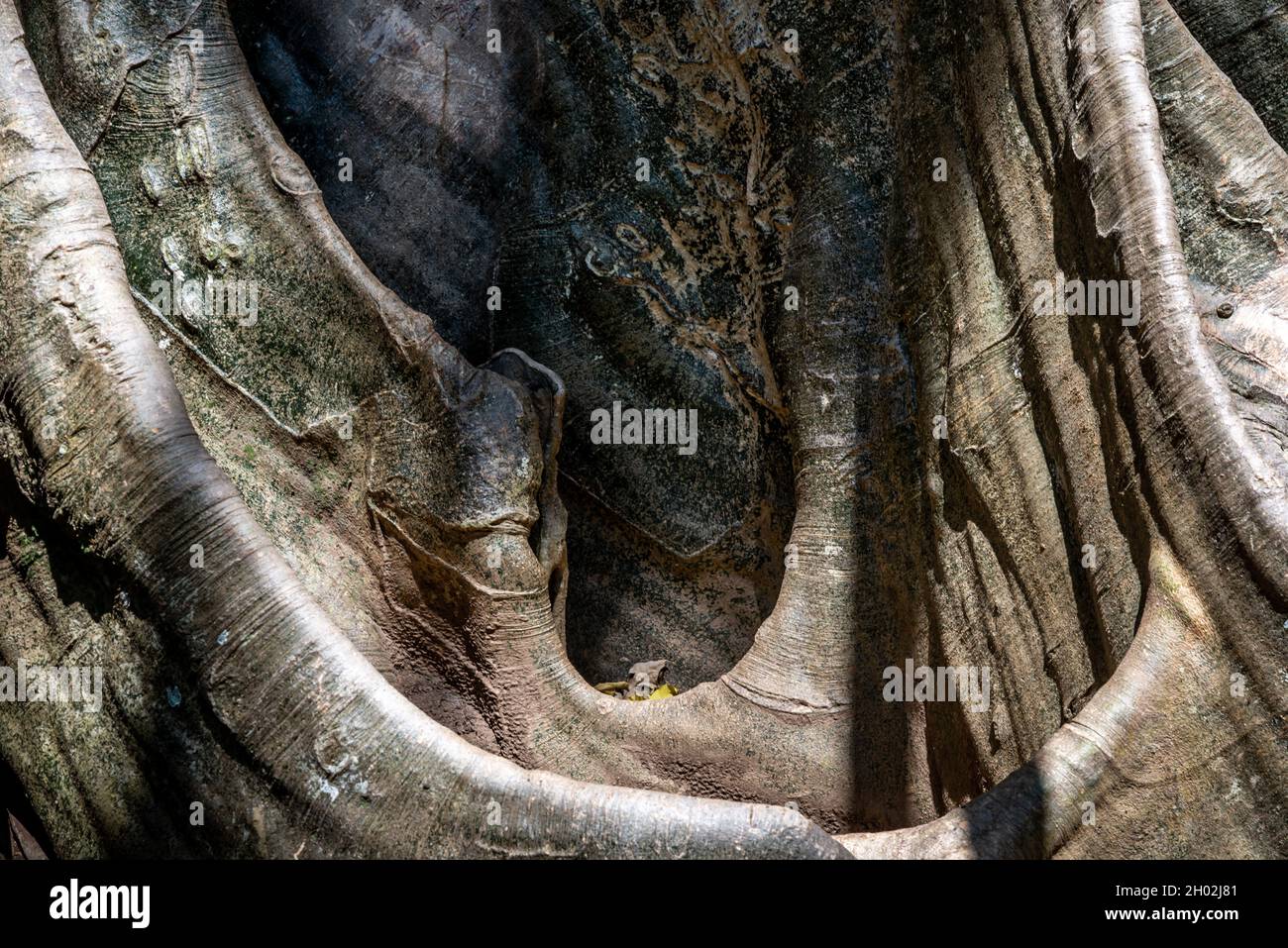 Details of The image of The largest and highest giant tree in Ban Sanam ...