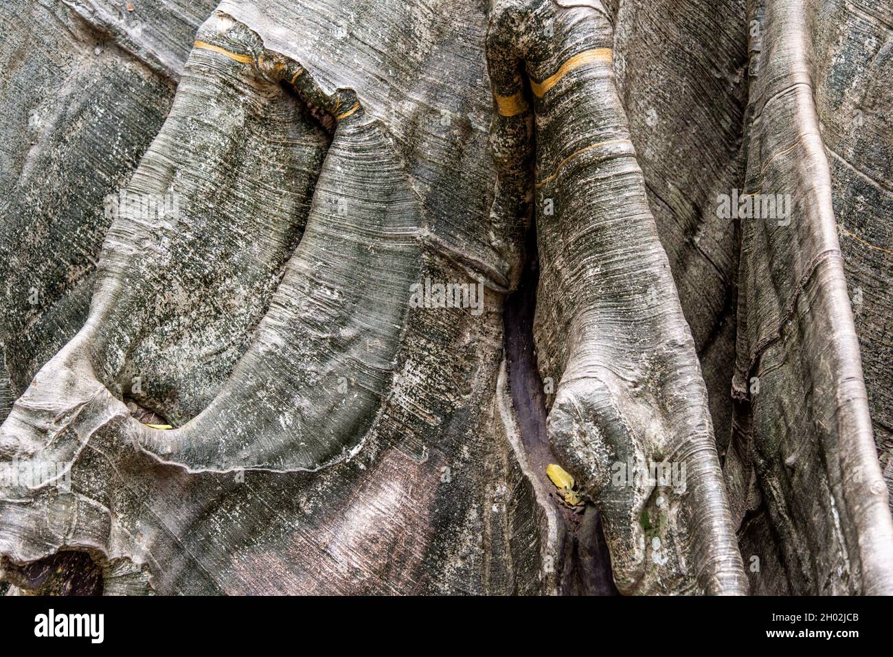 Details of The image of The largest and highest giant tree in Ban Sanam ...