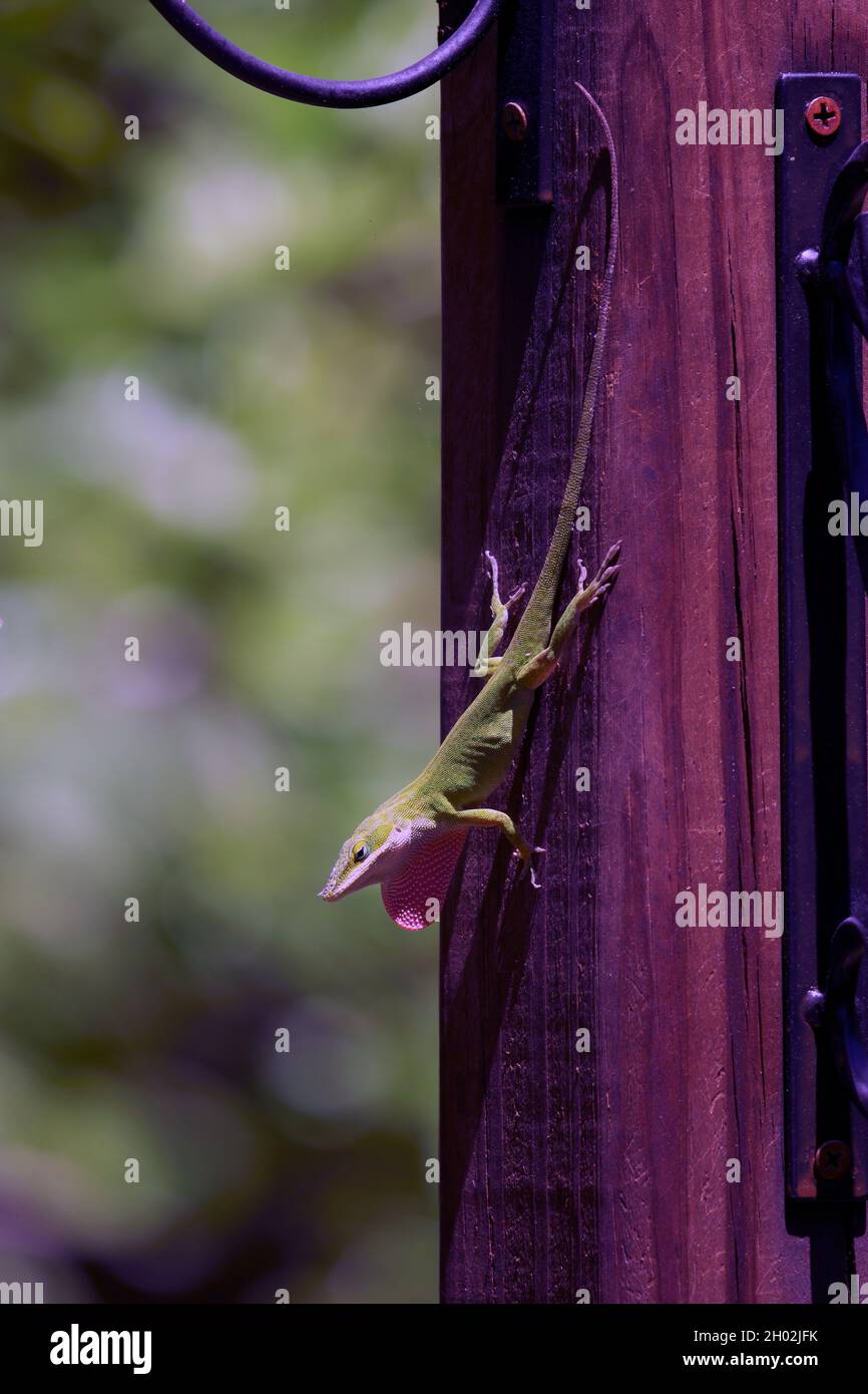 Dewlap hi-res stock photography and images - Alamy