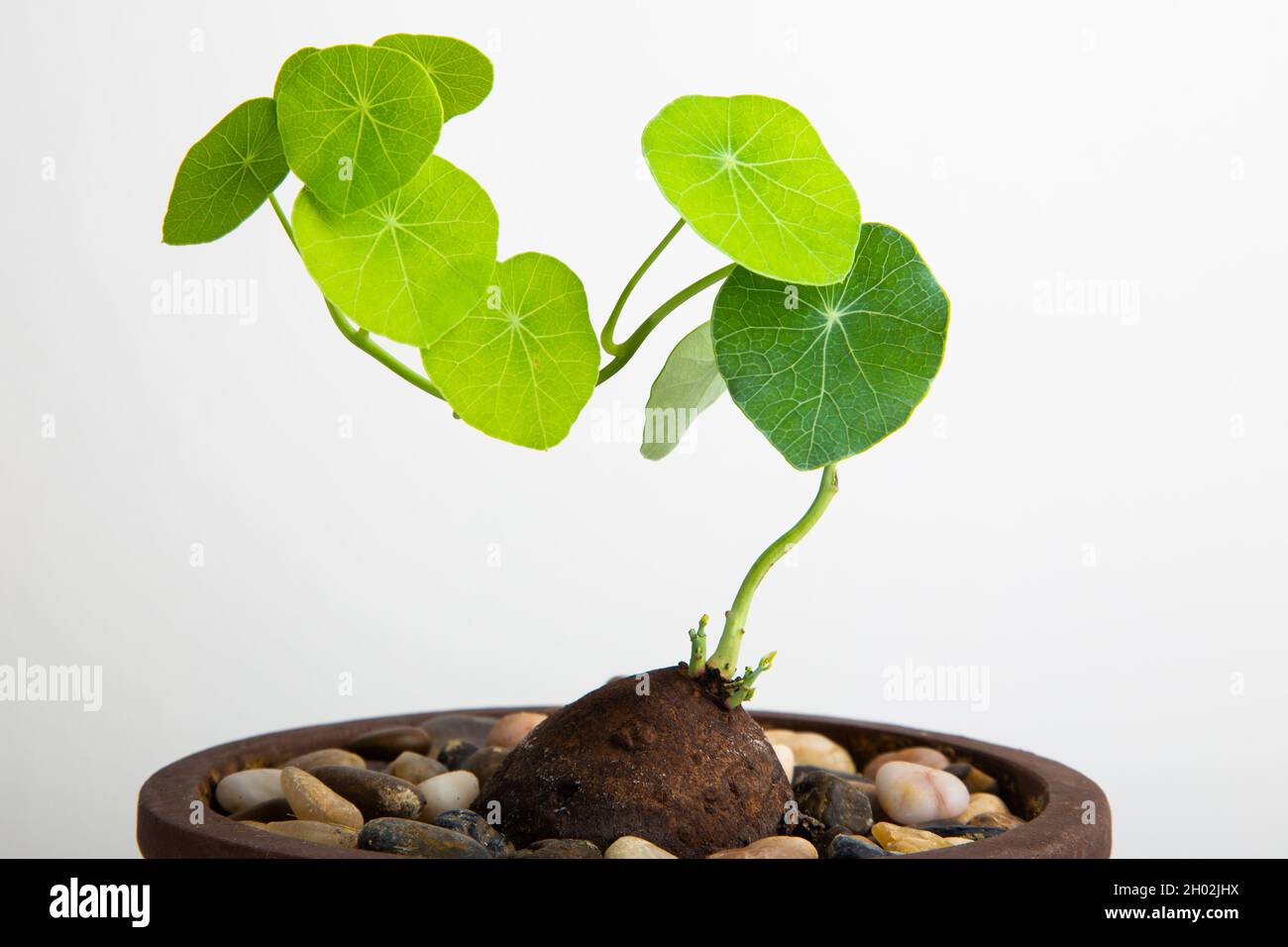 Close up of a Stephania Erecta Plant on white background Stock Photo ...