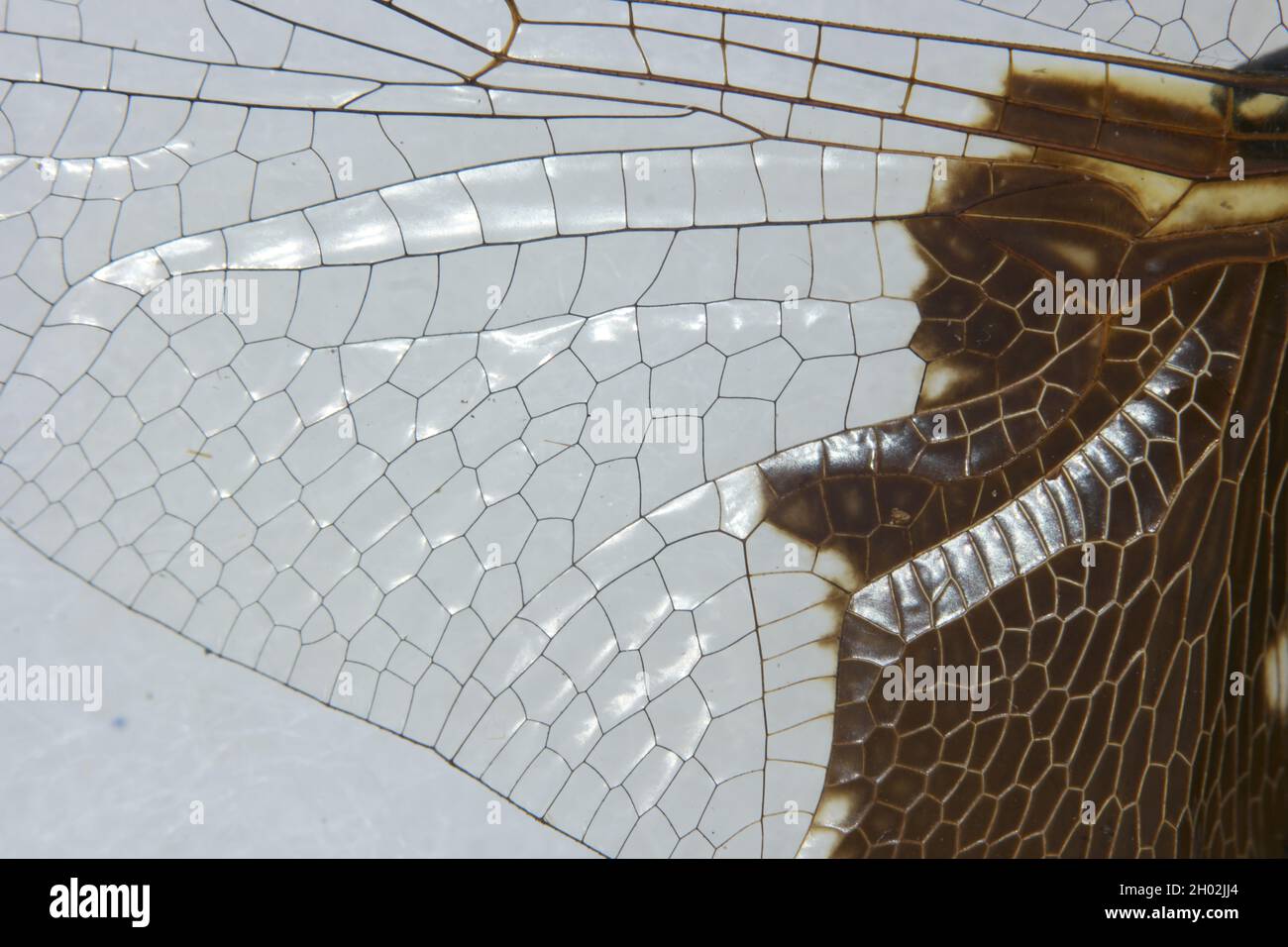 Insects with transparent wings hi-res stock photography and images - Alamy