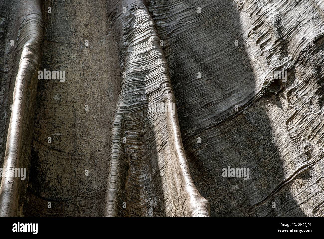 Details of The image of The largest and highest giant tree in Ban Sanam ...