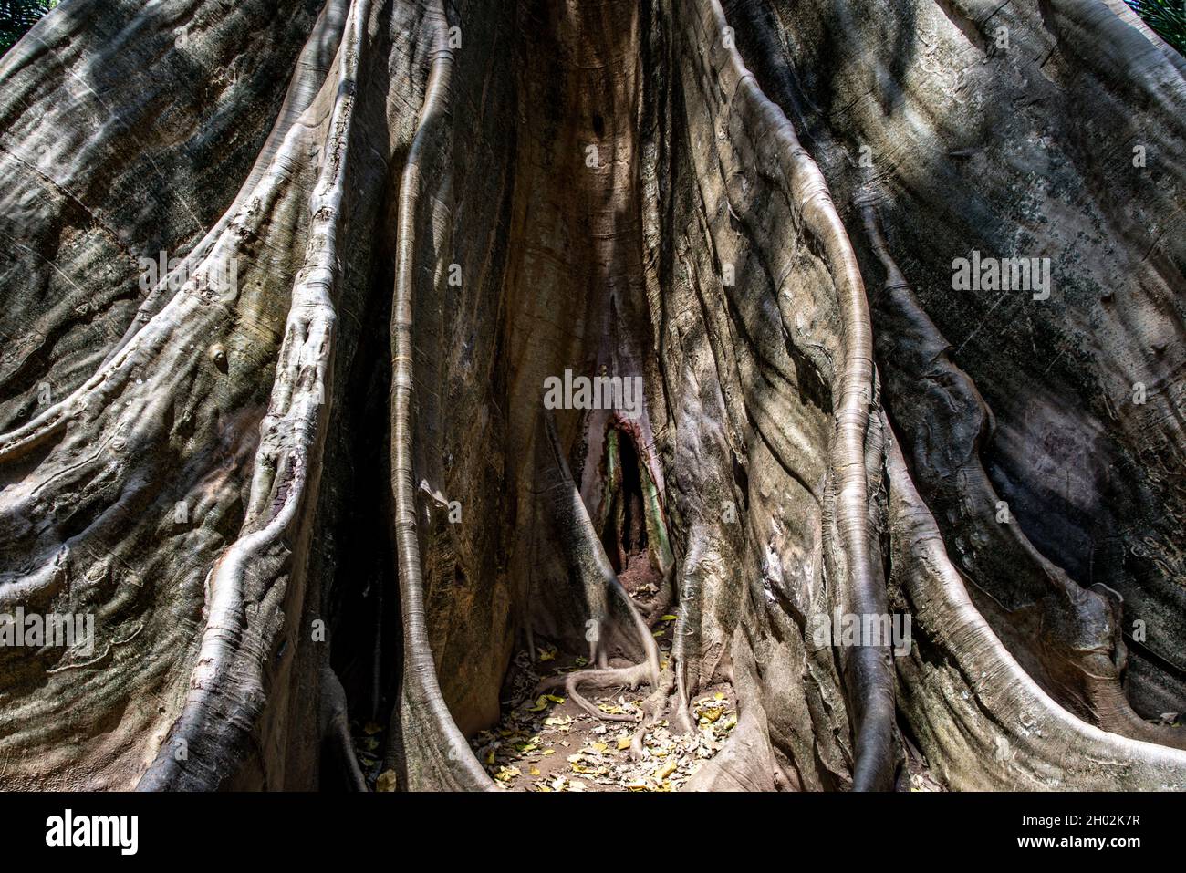 Details of The image of The largest and highest giant tree in Ban Sanam ...