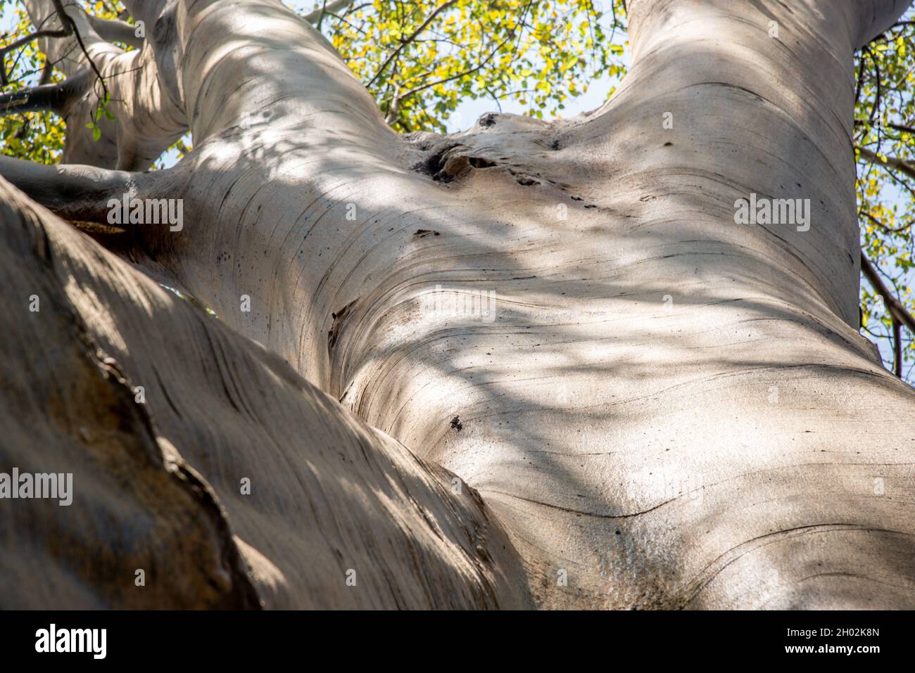 Details of The image of The largest and highest giant tree in Ban Sanam ...