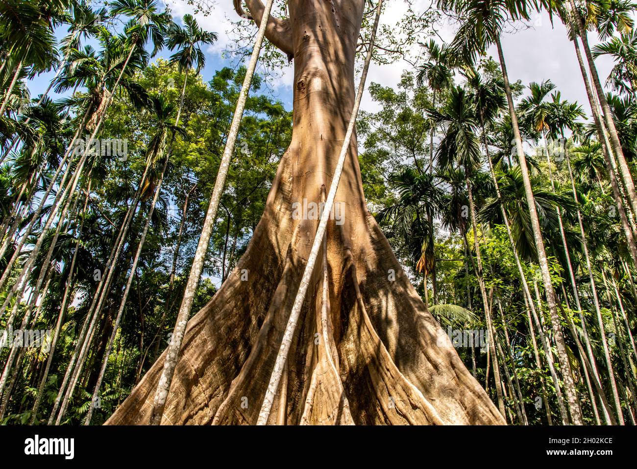 The image of The largest and highest giant tree in Ban Sanam of Uthai ...