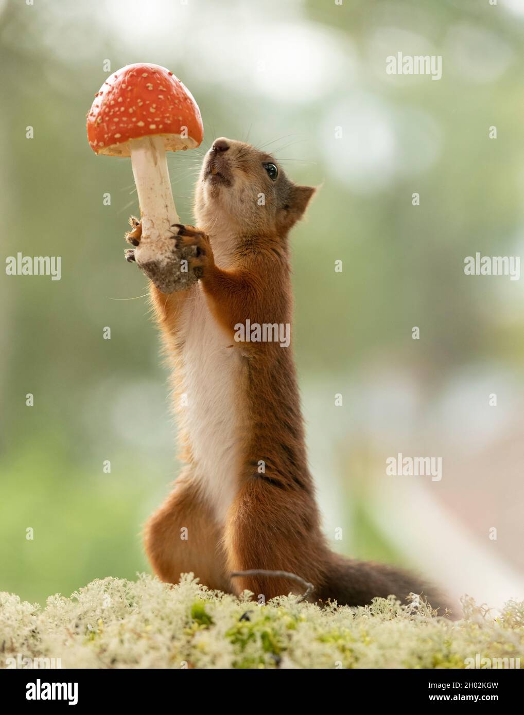 Red Squirrel Is Holding An To A Mushroom High Resolution Stock ...
