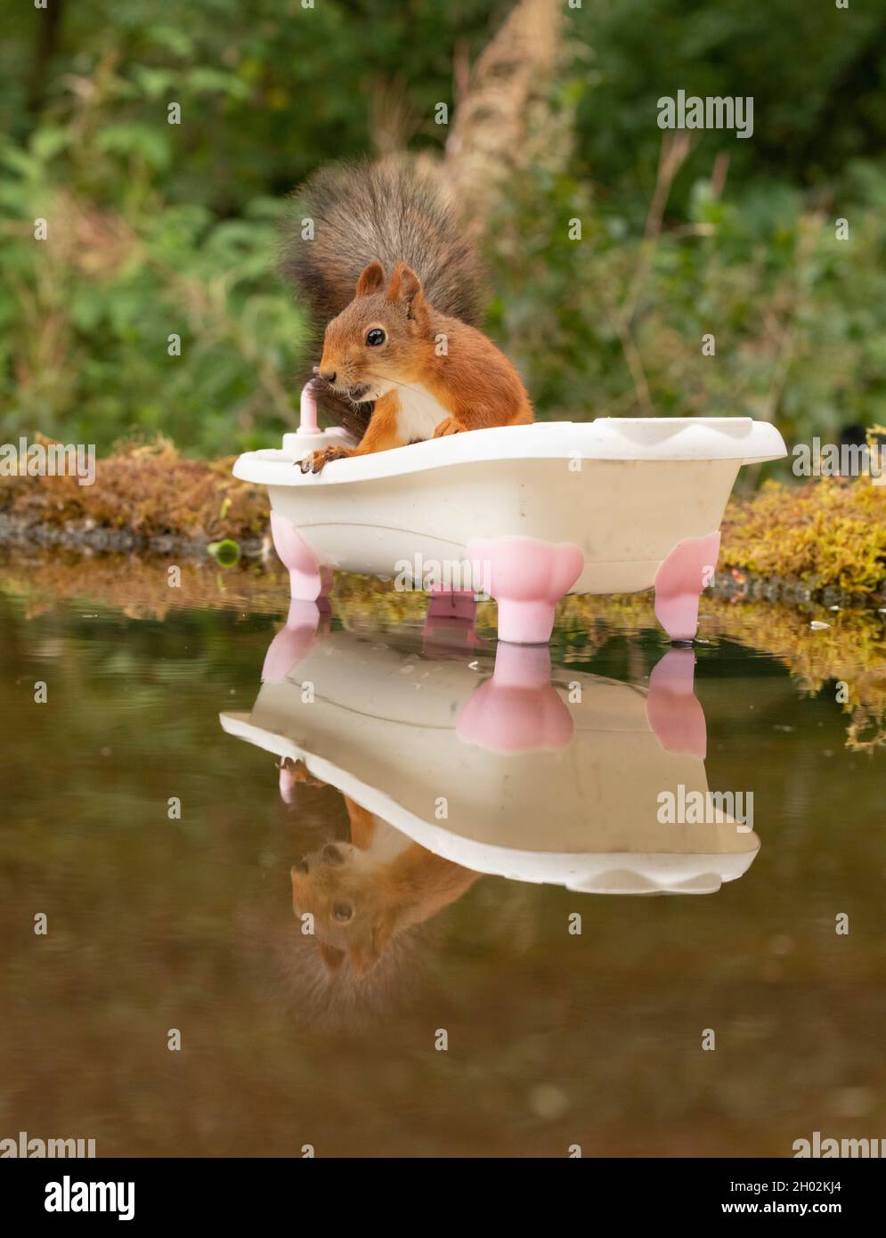 Has a bath in the water hi-res stock photography and images - Alamy