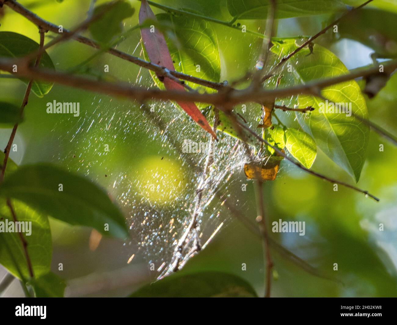 A sparkling spiders web of spun spider silk shining in its place ...