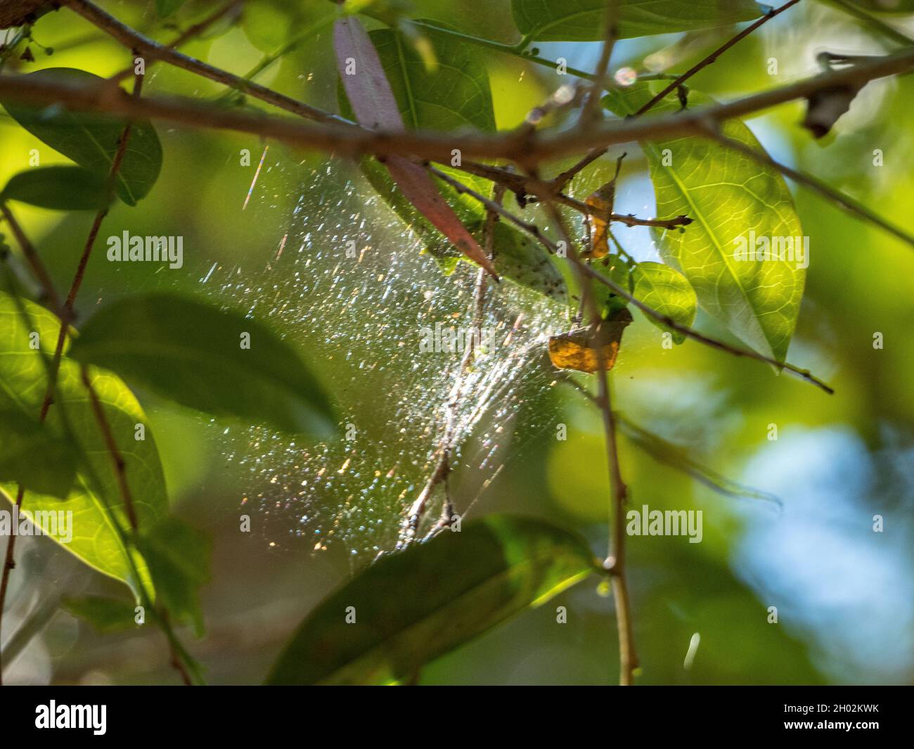 A sparkling spiders web of spun spider silk shining in its place ...