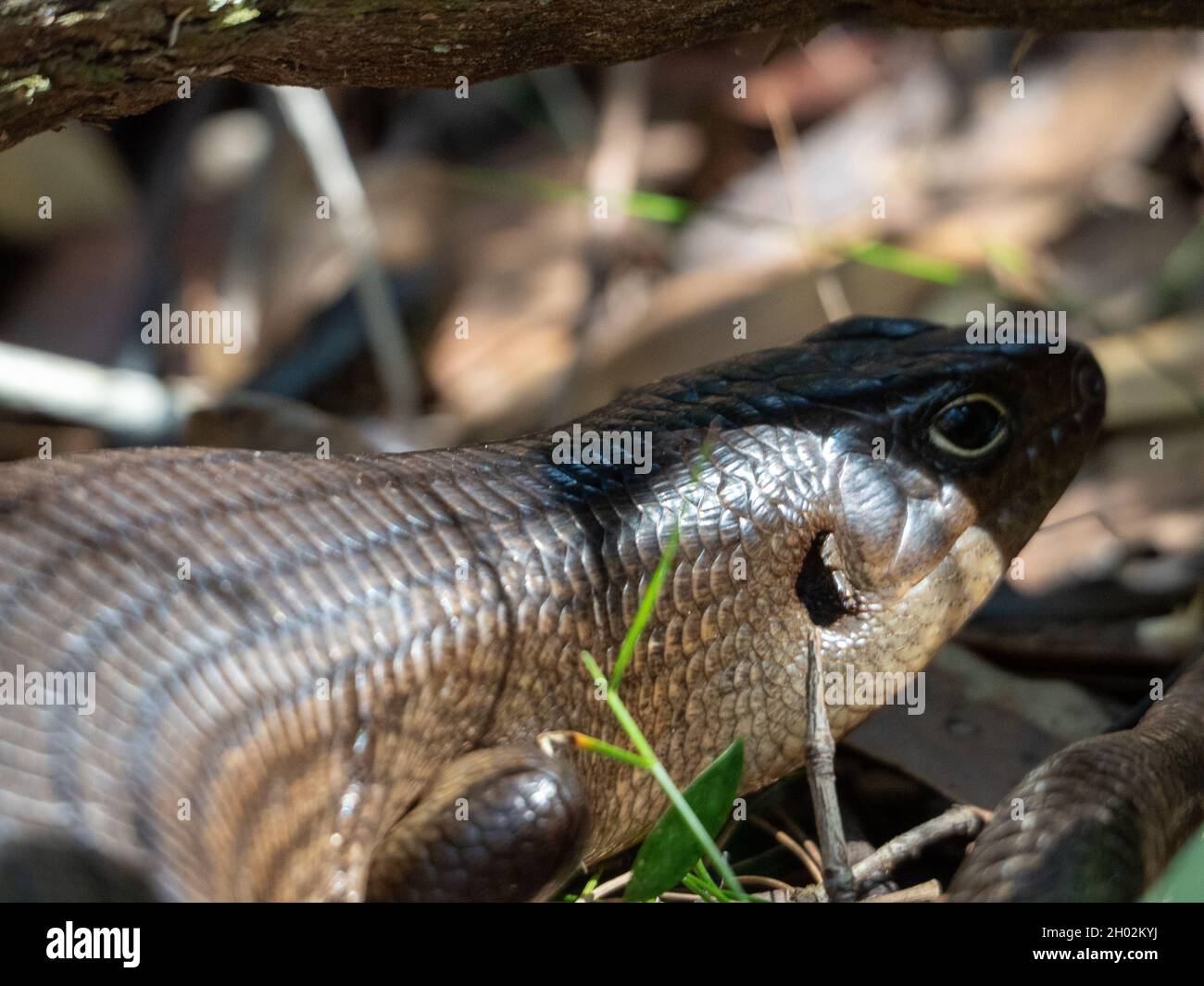 Macro of a Giant Skink or Land Mullet an Australian Lizard, amongst the ...